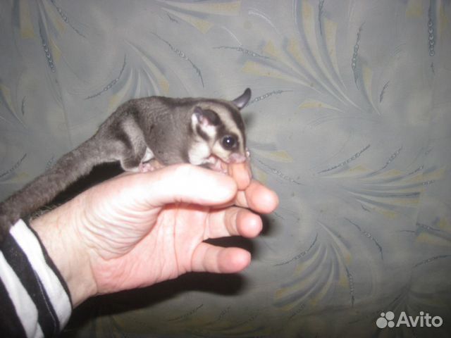 Сахарный поссум, девочка, 3 мес