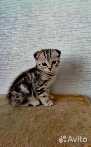 Шотландский котик