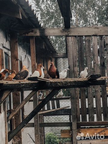 Голуби Подмосковья