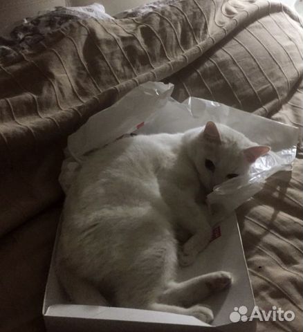 Прекрасный котик ищет дом