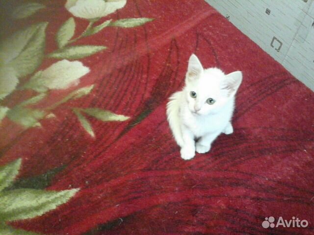 Котенок, девочка, пару месяцев, чистый нашли на ул