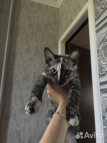 Отдаём котёнка в добрые руки Ласковая, приученная