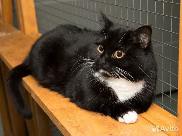 Красавица кошечка в надежные руки