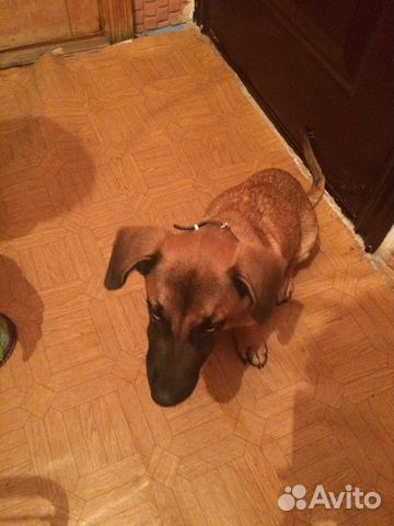 Найдена собака