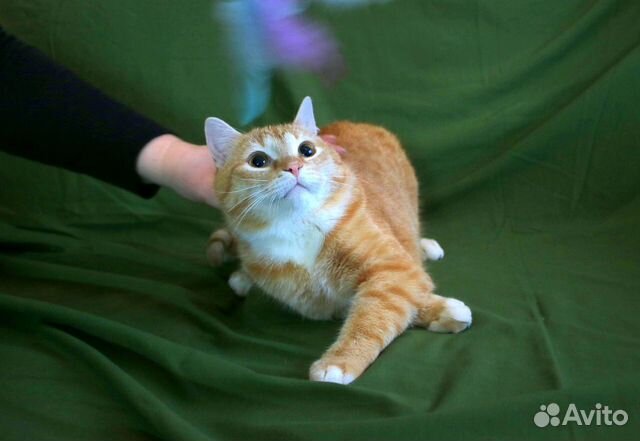 Рыжий солнечный котик хочет найти дом