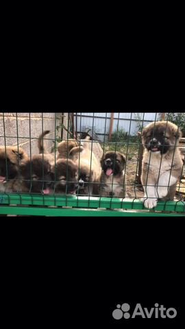 Щенки в Белгороде