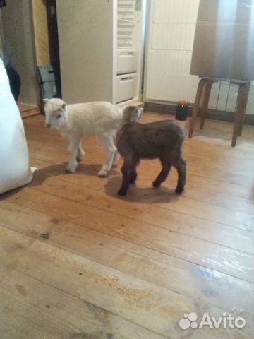 Продаётся козлята ламанча