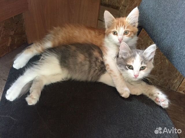 Котята