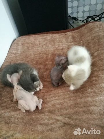 Сфинкс котята