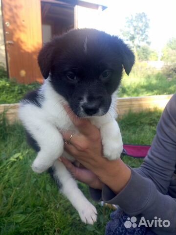 Щенки карельской медвежьей лайки