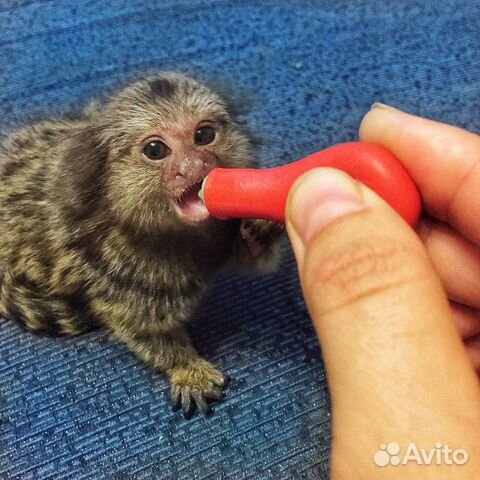 Обезьянка для дома