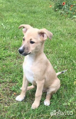 Щенок-очаровашка