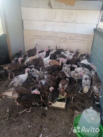 Подрощенные индюки