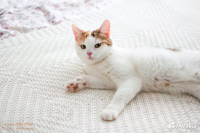 Николь в добрые руки