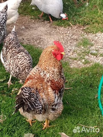 Петухи Билефельдер