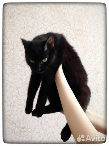 Киса, кошечка