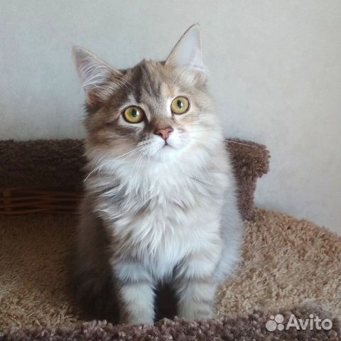 Сибирская кошечка Герда