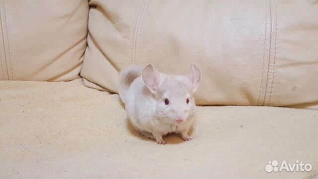 Шиншилла (белый мальчик)