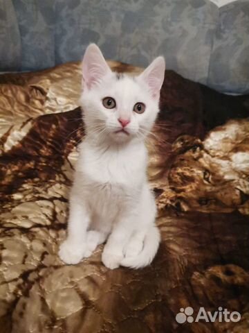 Маленькое счастье в дом