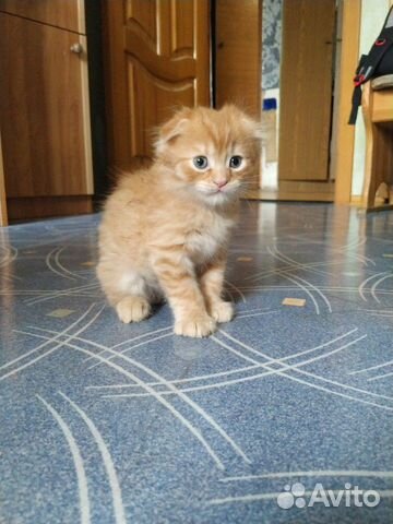 Котёнок вислоухий
