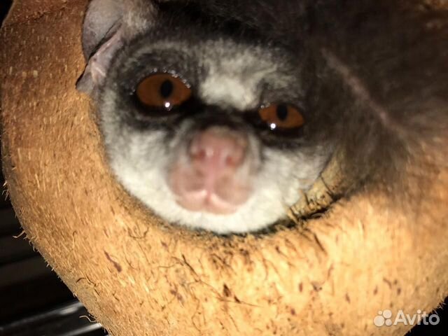 Галаго Сенегальский