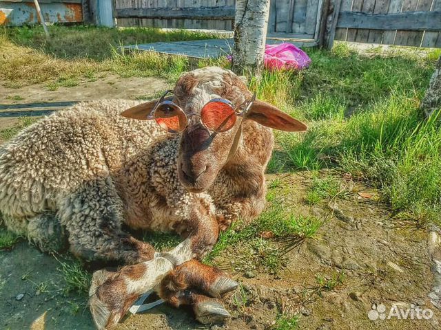 Матки ярки бараны