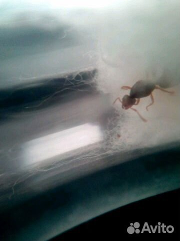 Муравьи Lasius flavus (желтый земляной муравей)