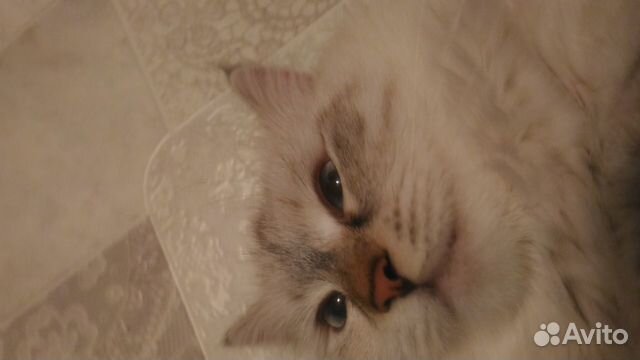 Кошечка невская-маскарадная ищет жениха