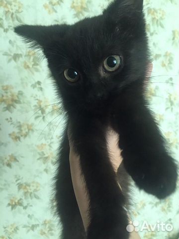 Чёрный котёнок мурлыка ищет своего хозяина