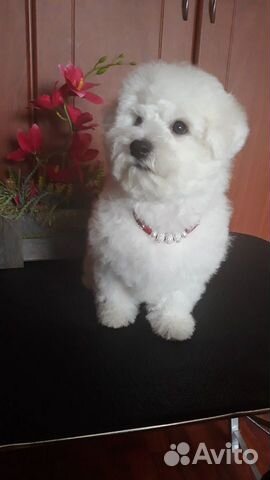 Леди и джентельмены