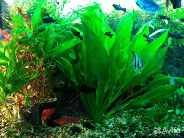 Эхинодорус Амазонский