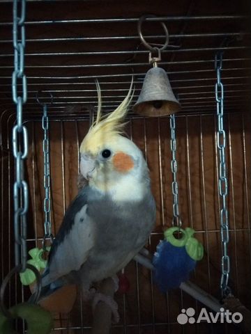 Попугаи корелла