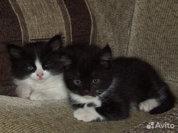 Котёнок
