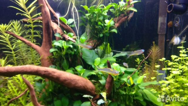 Попондетта фурката (6 шт., 2 самца, 4 самки)