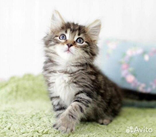 Котёнок Кэти бесплатно