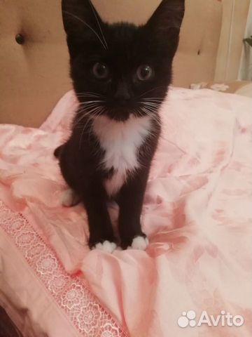 Котенок в добрые руки