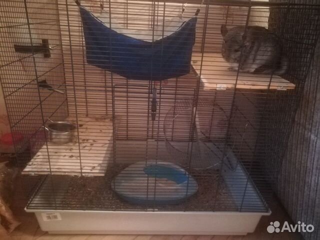 Продам шиншиллу вместе с клеткой