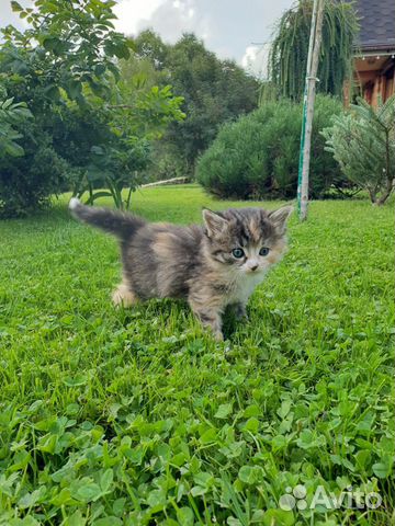 Трёхцветный котёнок-колобок на удачу