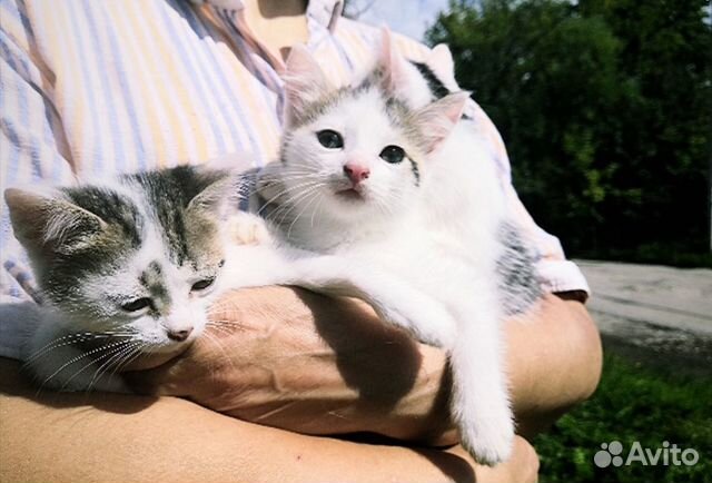 Котята от невской маскарадной