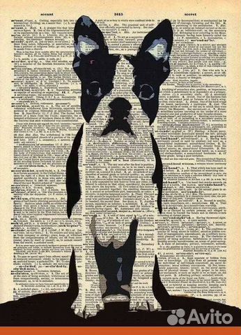 Бостон терьер