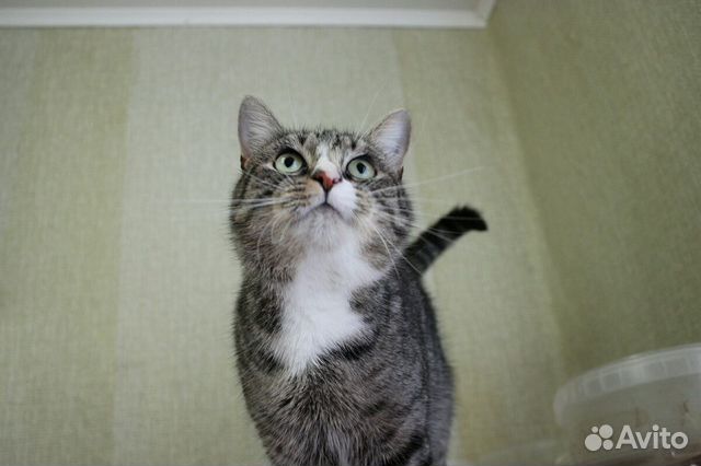 Самый ласковый кот