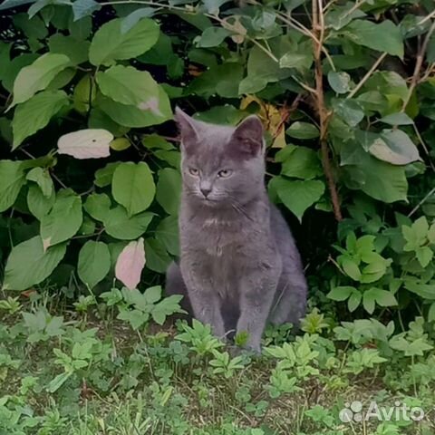 Красивейший голубой котенок ищет дом