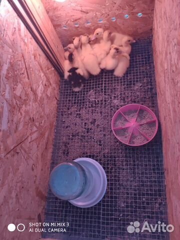 Утята индоутки (мускусные)