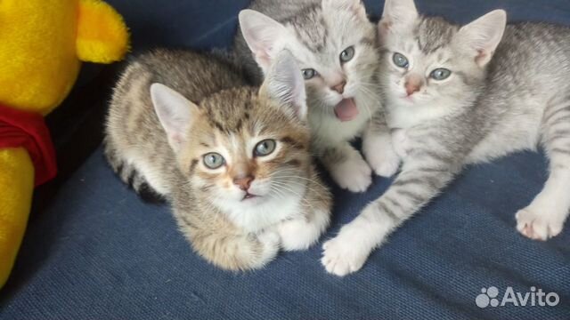 Отдаем домашних котят