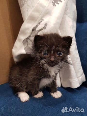 Котенок подкидыш отдам в добрые руки