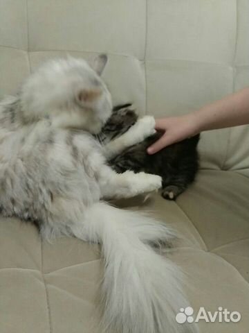 Осталось одна кошечка