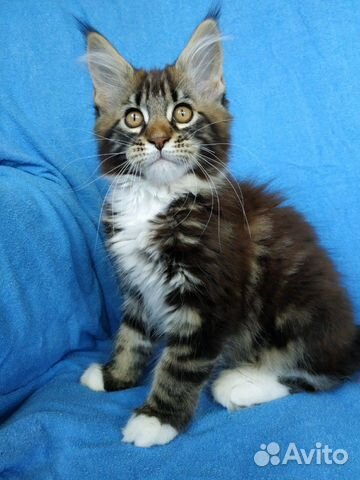 Малышка мейн-кун