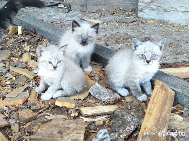 Тайские котята просят помощи