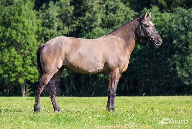 Продам кобылу