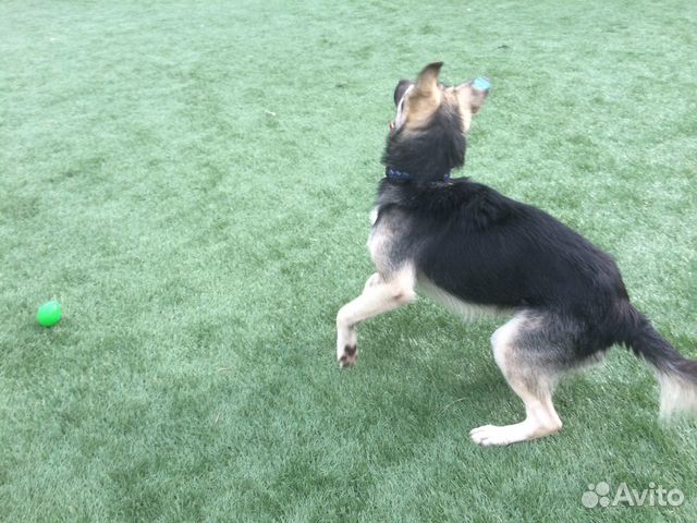 Найдена Собака в Коньково(Москва)